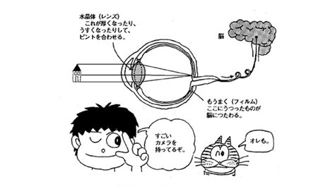 どうして目は見えるの目のしくみはどうなっているの ヒト 科学なぜなぜ110番 科学 学研キッズネット