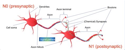Two Consecutive Neurons © Alin Christoph Cucu Download Scientific