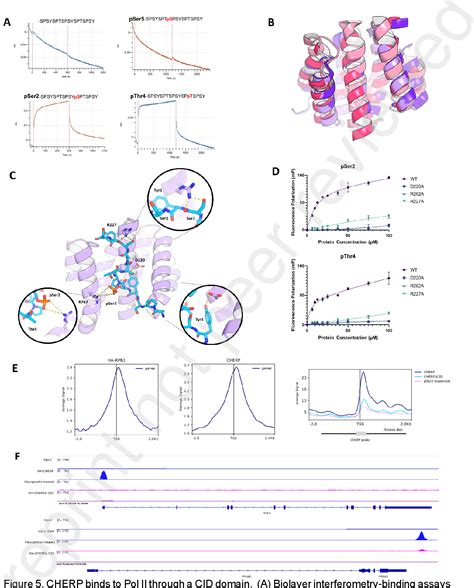 Figure 1 From Distinctive Interactomes Of Rna Polymerase Ii Phosphorylation During Different
