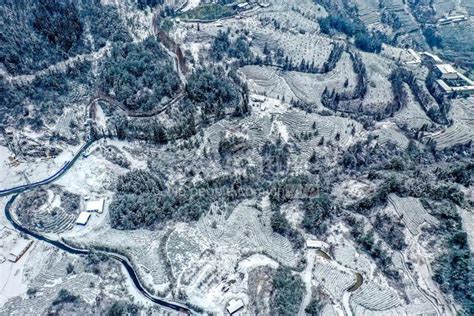 湖北竹溪：茶园雪景如画 人民图片网