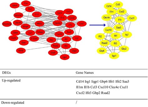 common degs ppi network constructed by string online database and