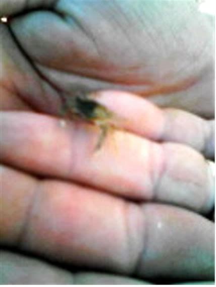 Teeny Weeny Tiny Crab Illustrated Poetry