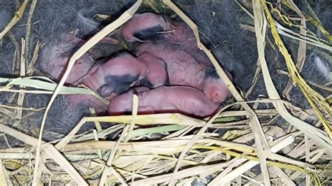 আবারও নতুন খরগোশ বাচ্ছা জন্ম দিল Youtube