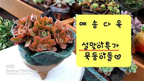 설맞이특가 묵둥이들~♡ 예송판매방 Youtube