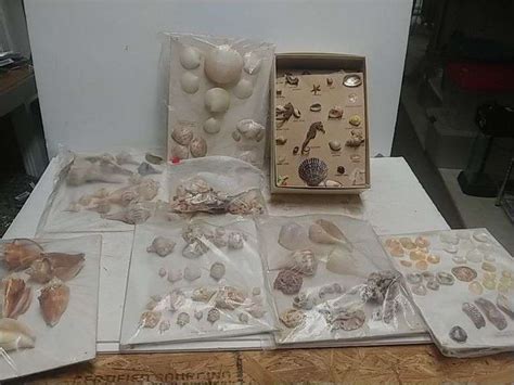 Assorted Shells Trice Auctions