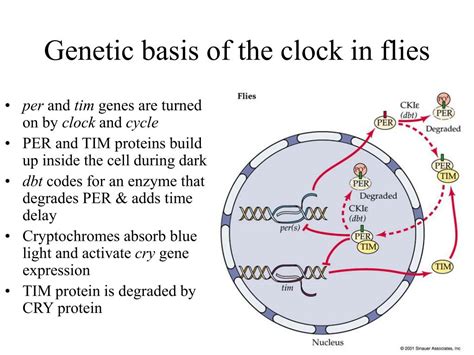 Ppt Biological Clocks Powerpoint Presentation Free Download Id 306255