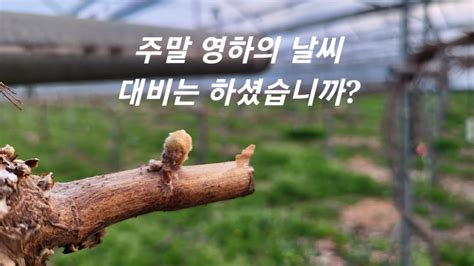 내일 영하의 날씨입니다 대비없는 열가두기는 아주 위험합니다 석수농장 비가림 Youtube