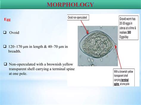 Schistosomiasis Pdf
