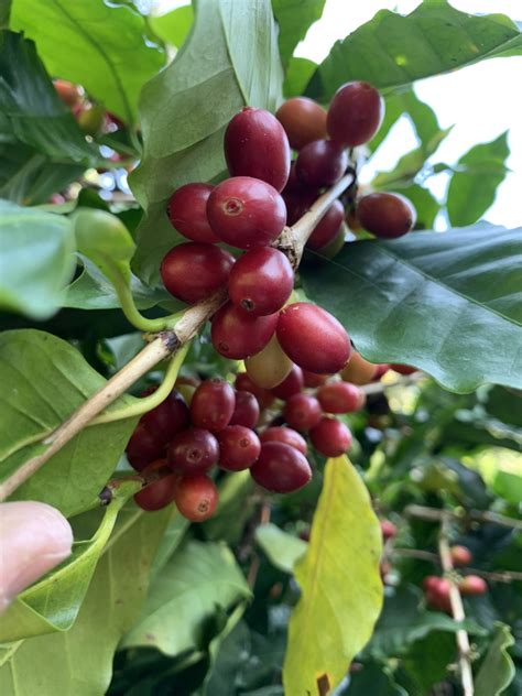 วิธีการแปลรูปเมล็ดกาแฟของดอยหวาน ดอยหวาน จำหน่ายสารกาแฟและกาแฟคั่วบด Inspired By