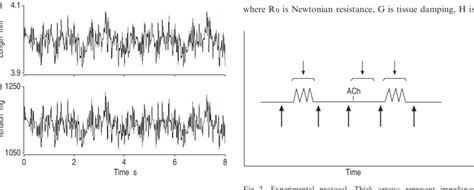 Length And Tension Signals During The Pseudorandom Length Perturbation Download Scientific
