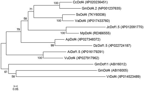 phylogenetic tree of plant dof proteins using amino acid sequence