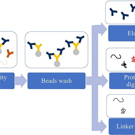 Experimental Workflow And Strategy Immunoaffinity Based Enrichment Of