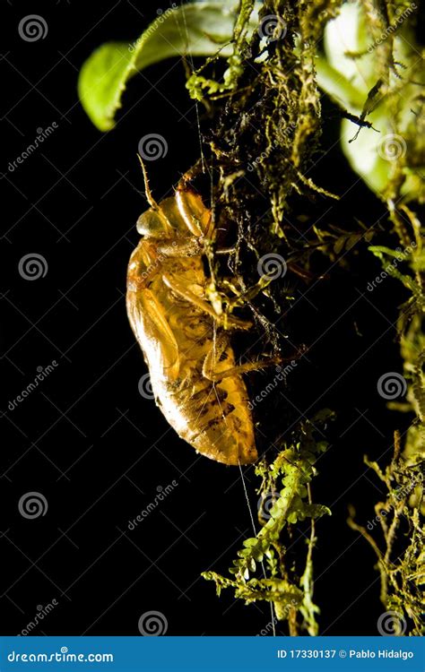 Insect Shell Stock Image Image Of Fish Ancient Fossil 17330137