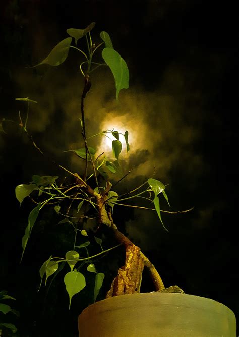 සුවපත් සිත රන්වන් පාටින් දළු ලන බෝධිය නිල්වන් පාටින්
