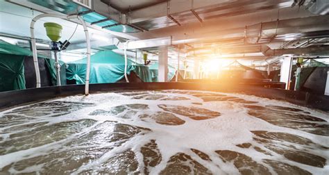 Vannamei 이미지 – 찾아보기 646 스톡 사진, 벡터 및 비디오 | Adobe Stock