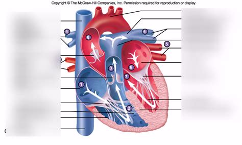 Quizlet Cardiovascular System The Heart Evermorepic