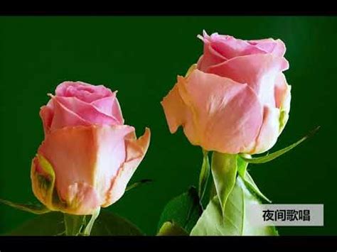43夜间歌唱 沙仑的玫瑰花 YouTube