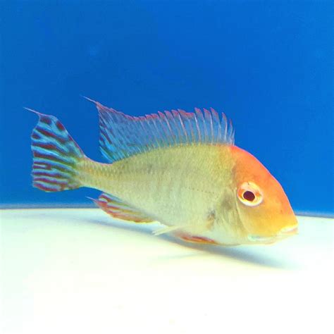 Albino Dragon Blood Peacock Cichlid Aulonocara Sp Predatory Fins