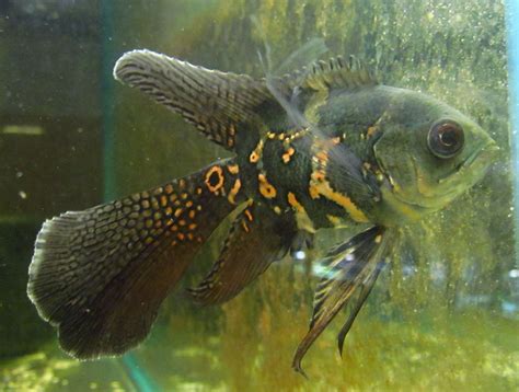 Longfin Tiger Oscar Trins Tropical Fish