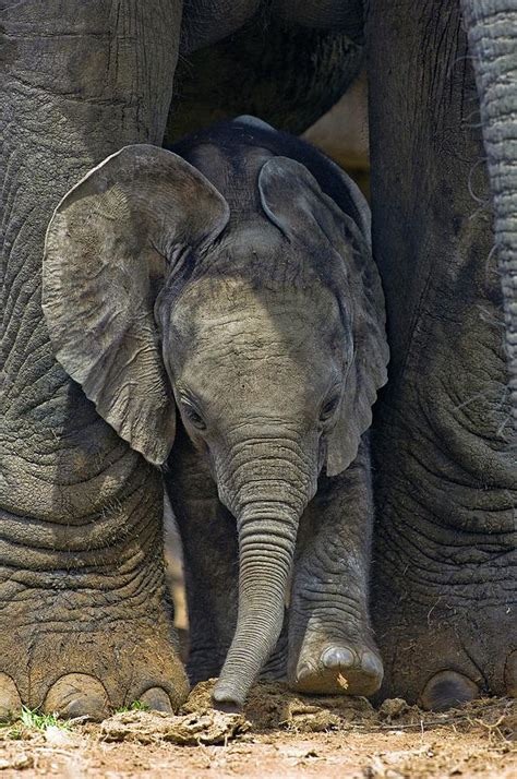 African Elephant Calf Photograph By Tony Camachoscience Photo Library