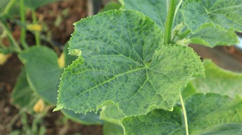 Close Up Of A Cucumber Leaf Exhibiting Signs Of Disease Or Pest