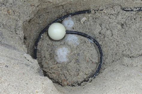 low cost egg shaped sensor to monitor critical attributes of sea