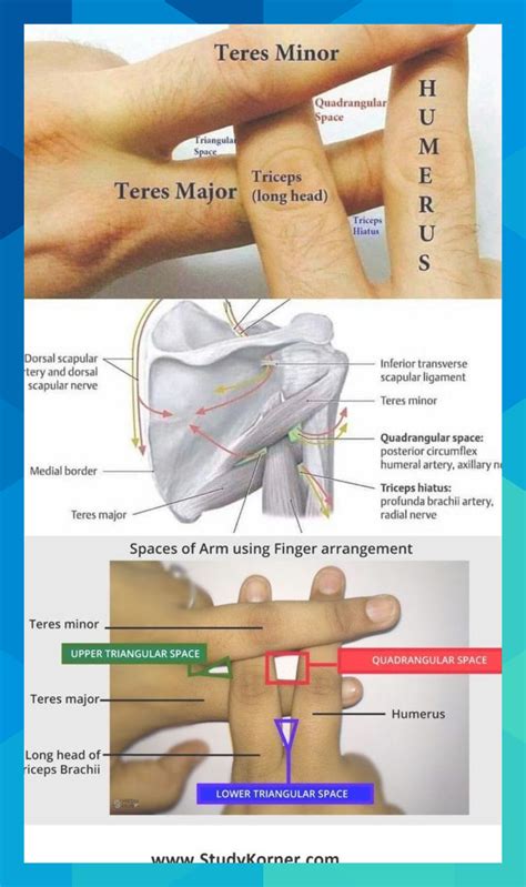 Quadrangular Space Anatomy Human Body Anatomy