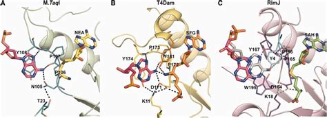Binding Of Substrate Adenosine Pink To The Active Sites Of M6a Dna