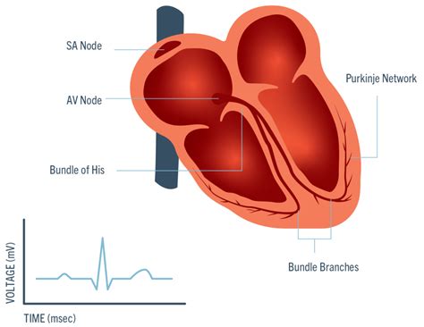 Sinoatrial Node Cardiac Sciences Manitoba