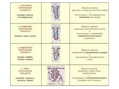Эмбриология - презентация онлайн