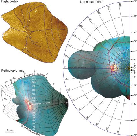 Monkey P To Generate A Retinotopic Map We Superimposed A Ring And Ray Download Scientific