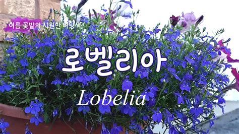 여름 꽃밭을 시원하게 로벨리아 키우기 가을까지 쭉~ 풍성한 꽃을 볼수 있게 보살펴요 Youtube