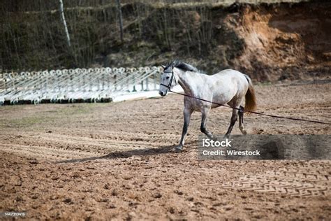 밧줄로 묶인 채 들판을 달리는 코네마라 조랑말의 모습 말 훈련 가축에 대한 스톡 사진 및 기타 이미지 가축 낮 농장 Istock