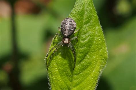 Tmarus rimosus セマルトラフカニグモ harum koh Flickr
