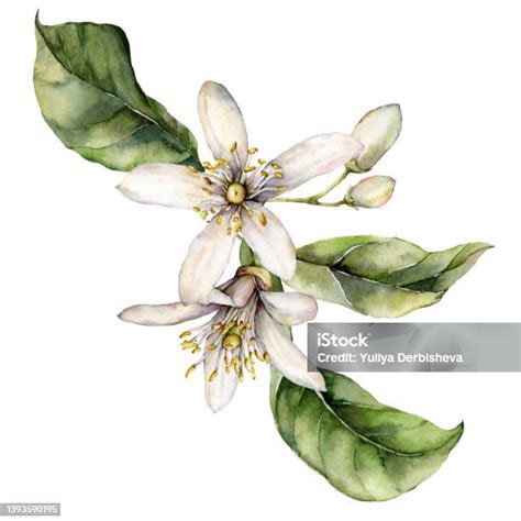 레몬 꽃 새싹 및 잎의 수채화 열대 카드 흰색 배경에 고립 된 과일 가지를 손으로 칠했습니다 디자인 인쇄 직물 또는 배경을위한 봄 삽화 감귤류 과일에 대한 스톡 벡터 아트