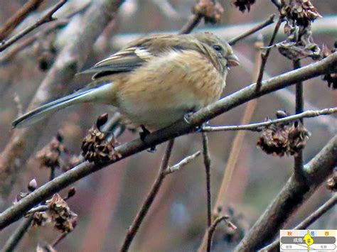 ベニマシコ 2019 01 14 日本の野鳥識別図鑑