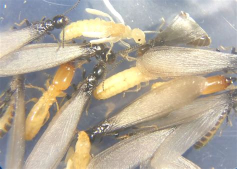 Experts Warn Of Termite Swarms In Mississippi