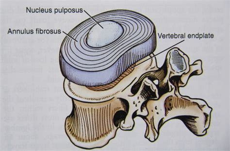 Vertebrae Lecture Flashcards Quizlet