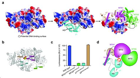 Potential Dna Binding Surfaces In The Mta1 Complex A The Surface