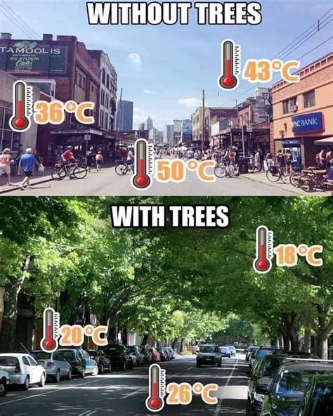 The Impact Of Tree Canopies On Urban Heat Island Effect Browns Arbor Care