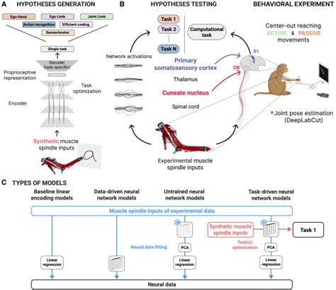 Task Driven Neural Network Models Predict Neural Dynamics Of Proprioception Cell