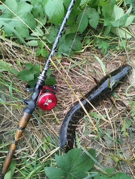 路亞到黑魚真帶勁 每日頭條