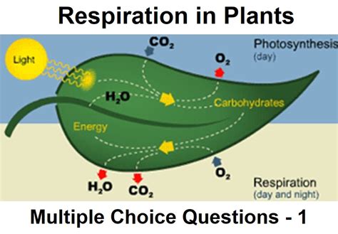 MCQ Questions Class Biology Respiration In Plants With Answers MCQsDuniya