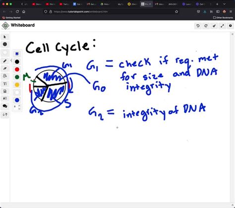 SOLVED Checkpoints During The Cell Cycle Are Important Because They Numerade