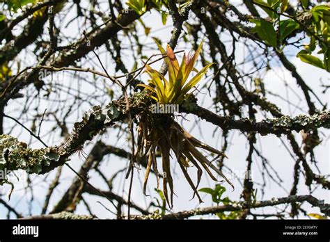 Aechmea Caudata Lindm On Tree Branch Stock Photo Alamy