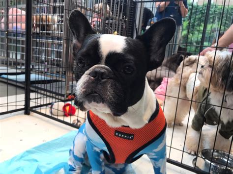 สี่ขาหาบ้าน แชร์ ช่วย ️‍🔥”น้องชาช่า ” เพศเมีย อายุไม่เกิน 2 ขวบ หมัน วัคซีน สตอรี่•เคสฝากแล้ว