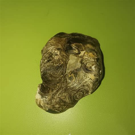 Fossil Of The Shell Stock Image Image Of Fossil Ilof 378806673