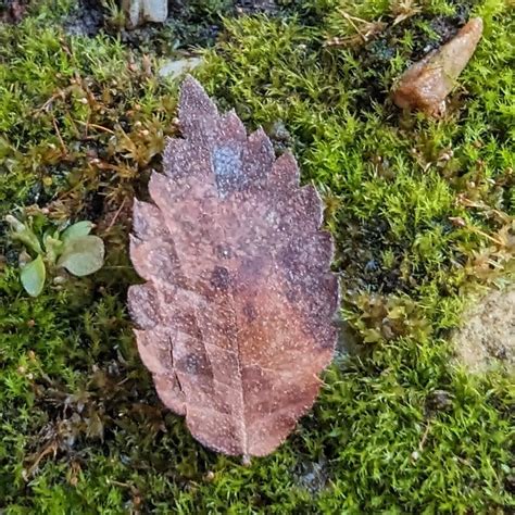 Help Identifying Tree I Recently Acquired This Tree From An Old Gentleman He Was Extremely