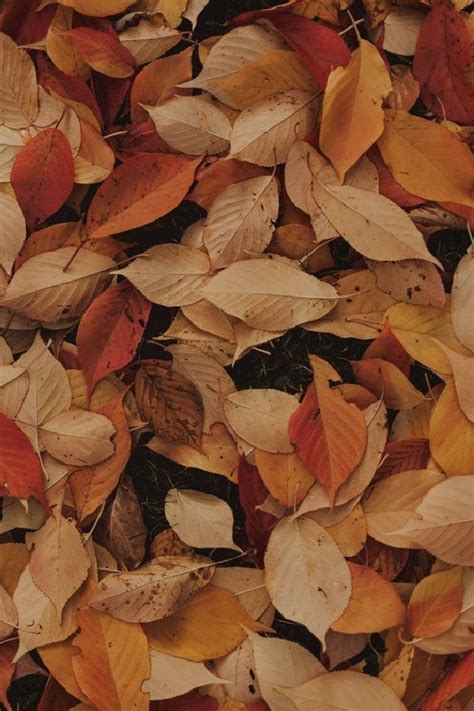 Autumn Aesthetic Brown And Yellow Leaves On The Ground Free Fall