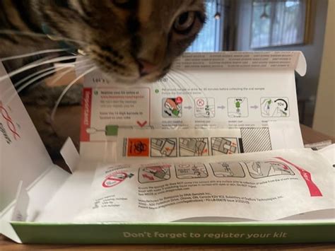 Rover Test Kitties Review The Basepaws Dna Test